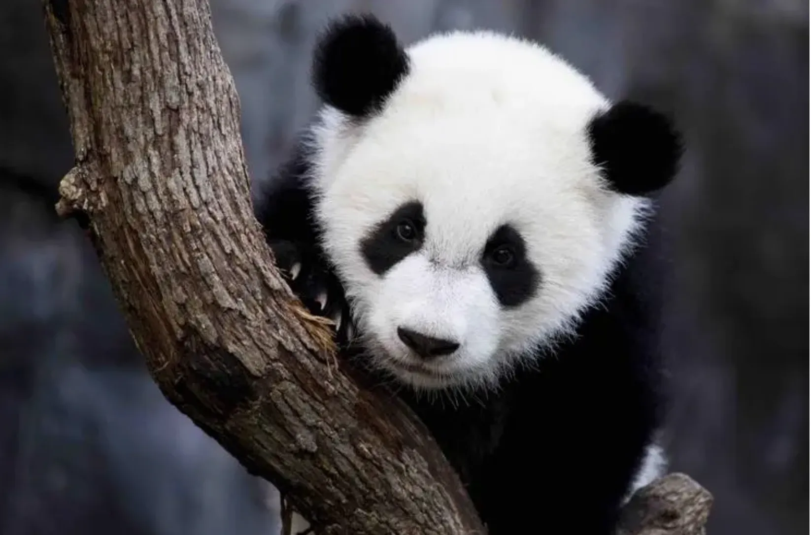 数据分析师教程《Python数据分析极简入门》第2节 1 Pandas简介-CDA数据分析师官网